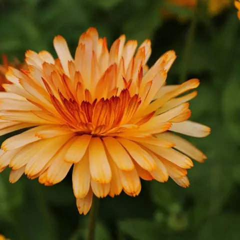 Flower of Life: Meaning, Origin, and Symbolism - Flora Queen