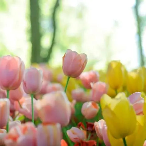 Same Day Flower Delivery with Floraqueen - Flora Queen